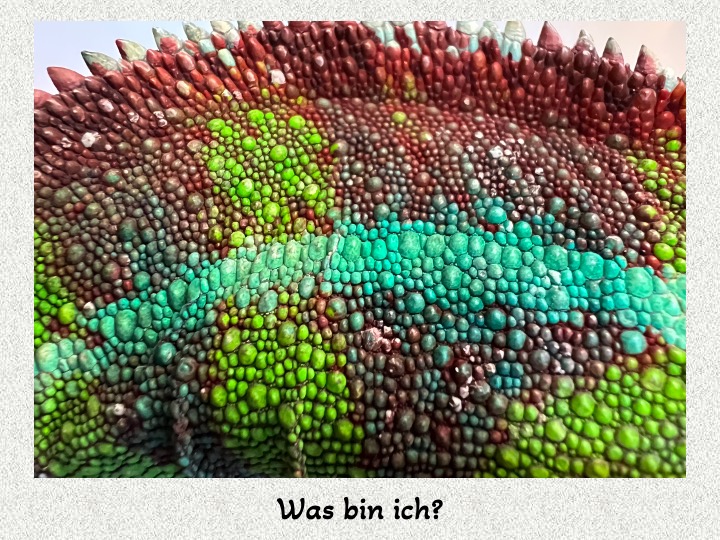 Amphibien- und Reptilienvortrag in den 6. Klassen 2023 – Carl-Spitzweg ...